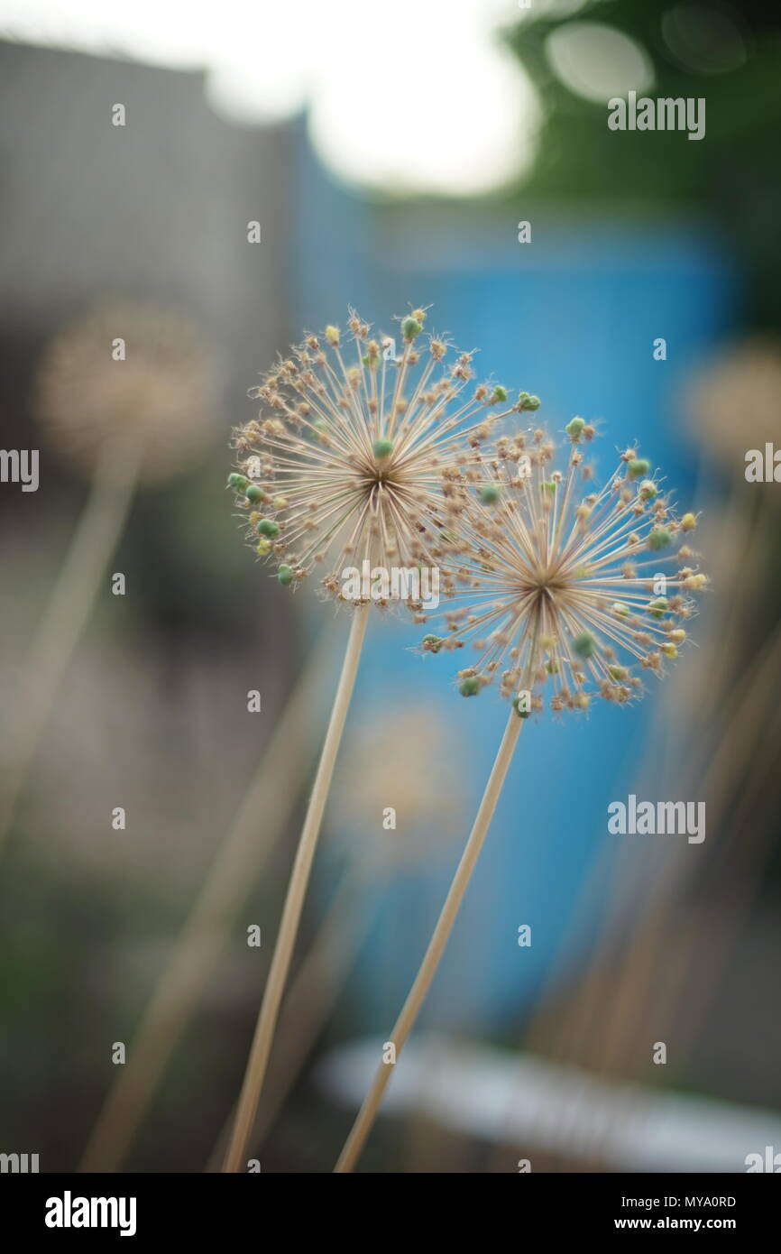 large round flowers in the garden Stock Photo - Alamy