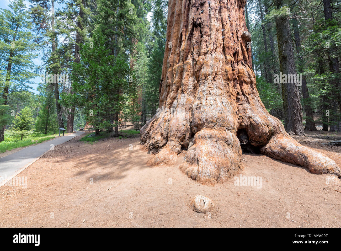 Giant Sequoia Trees Stock Photo - Alamy