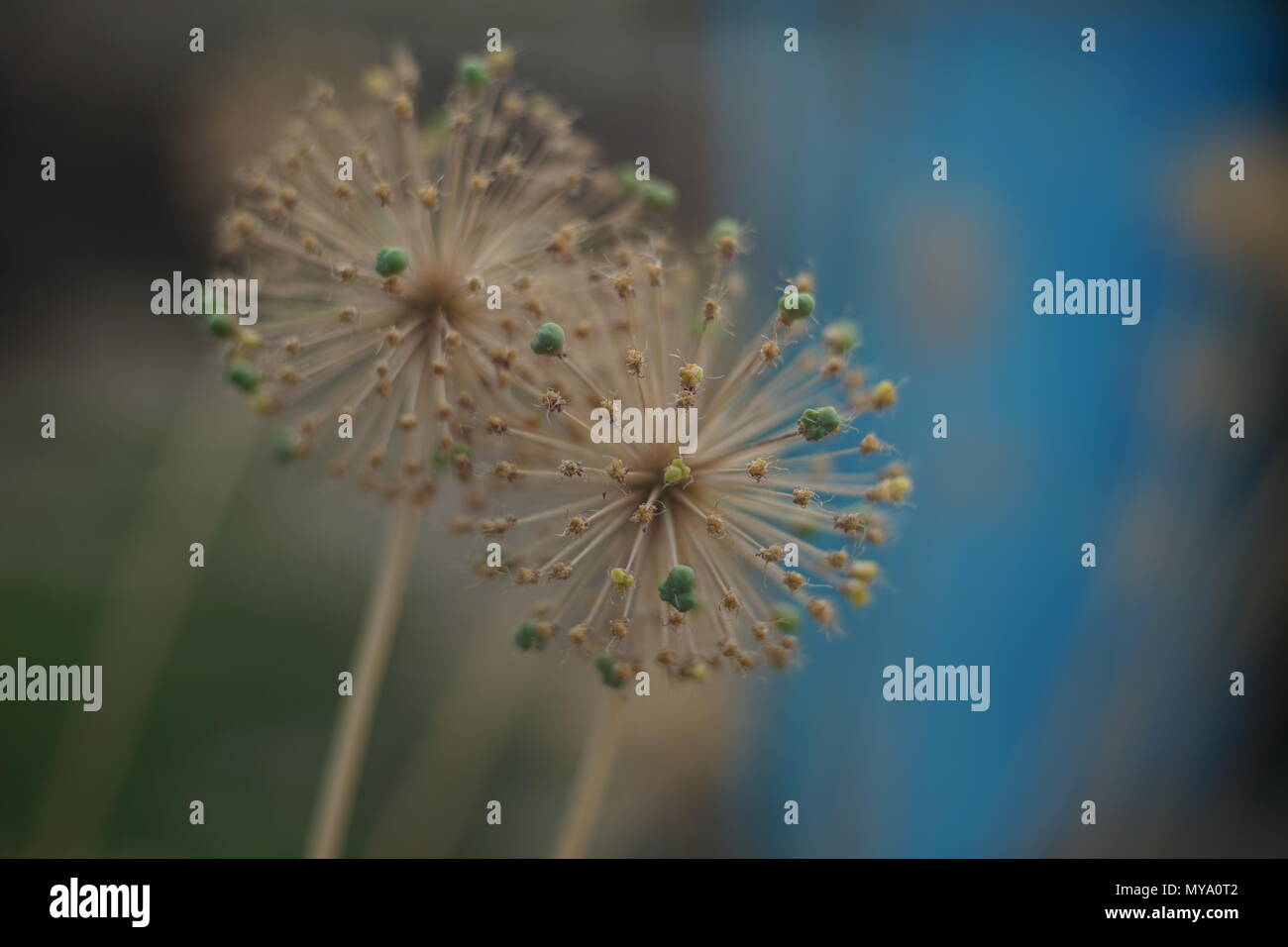 Two Large Round Flowers High Resolution Stock Photography and Images ...