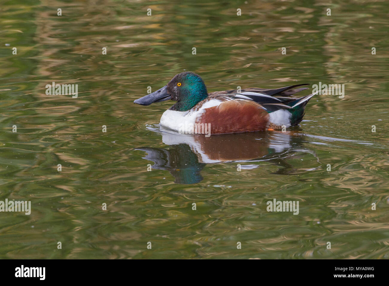 Spoonbill shoveler hi-res stock photography and images - Alamy