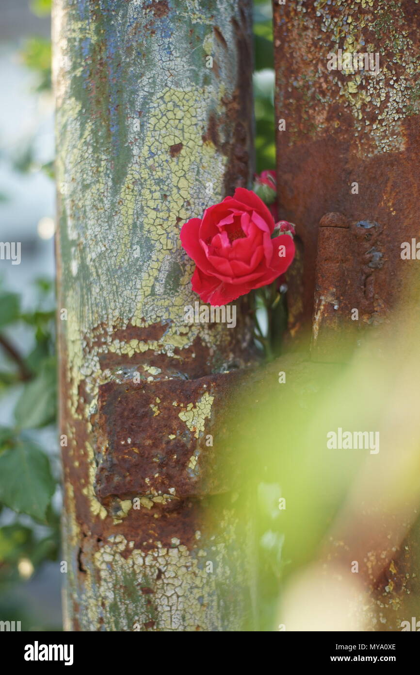 red rose grows through the gate Stock Photo - Alamy