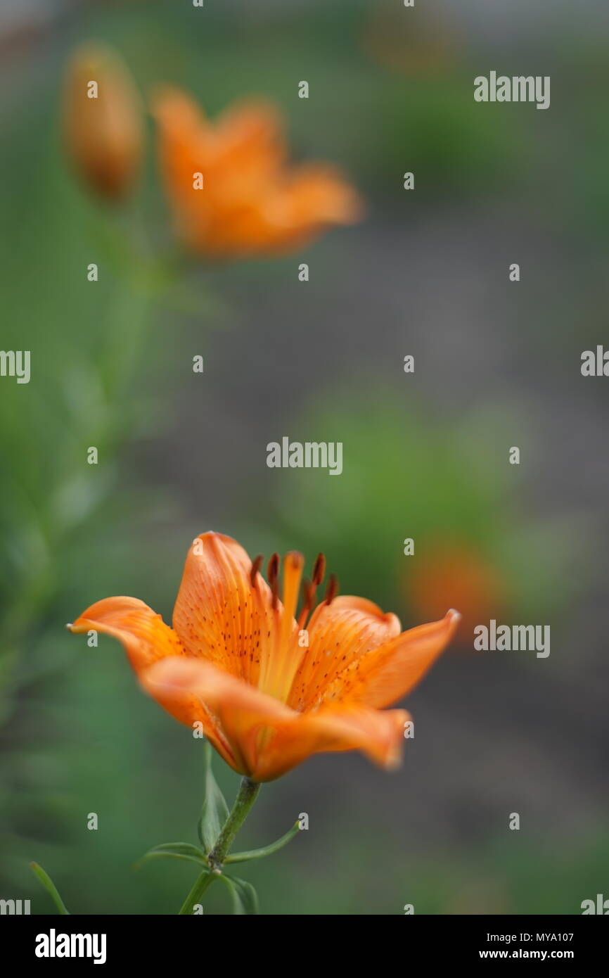 orange lily in the garden Stock Photo - Alamy