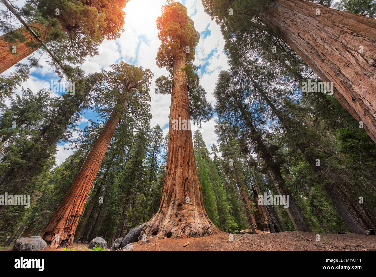 Sequoia sempervirens hi-res stock photography and images - Alamy