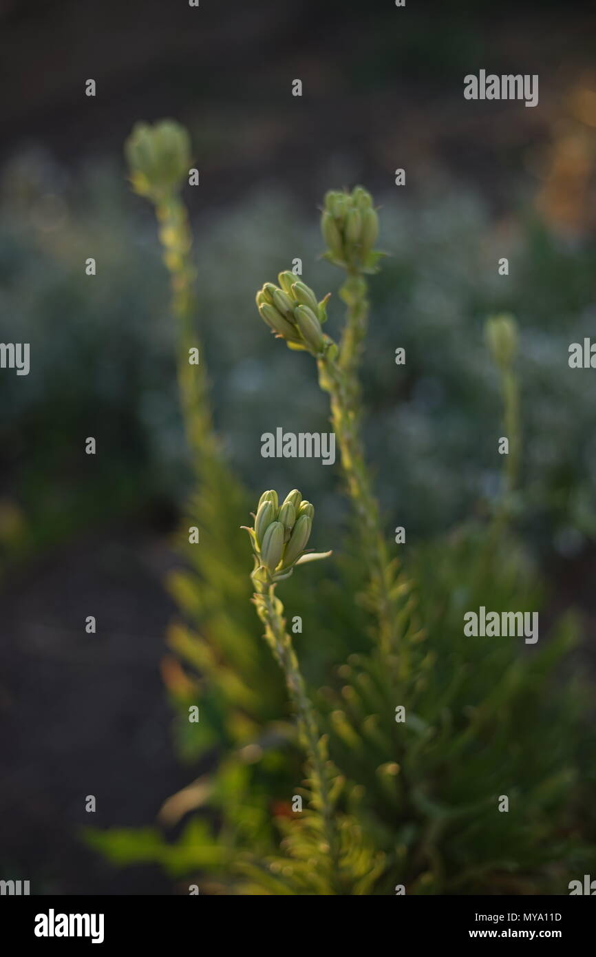 closed buds of flowers Stock Photo - Alamy
