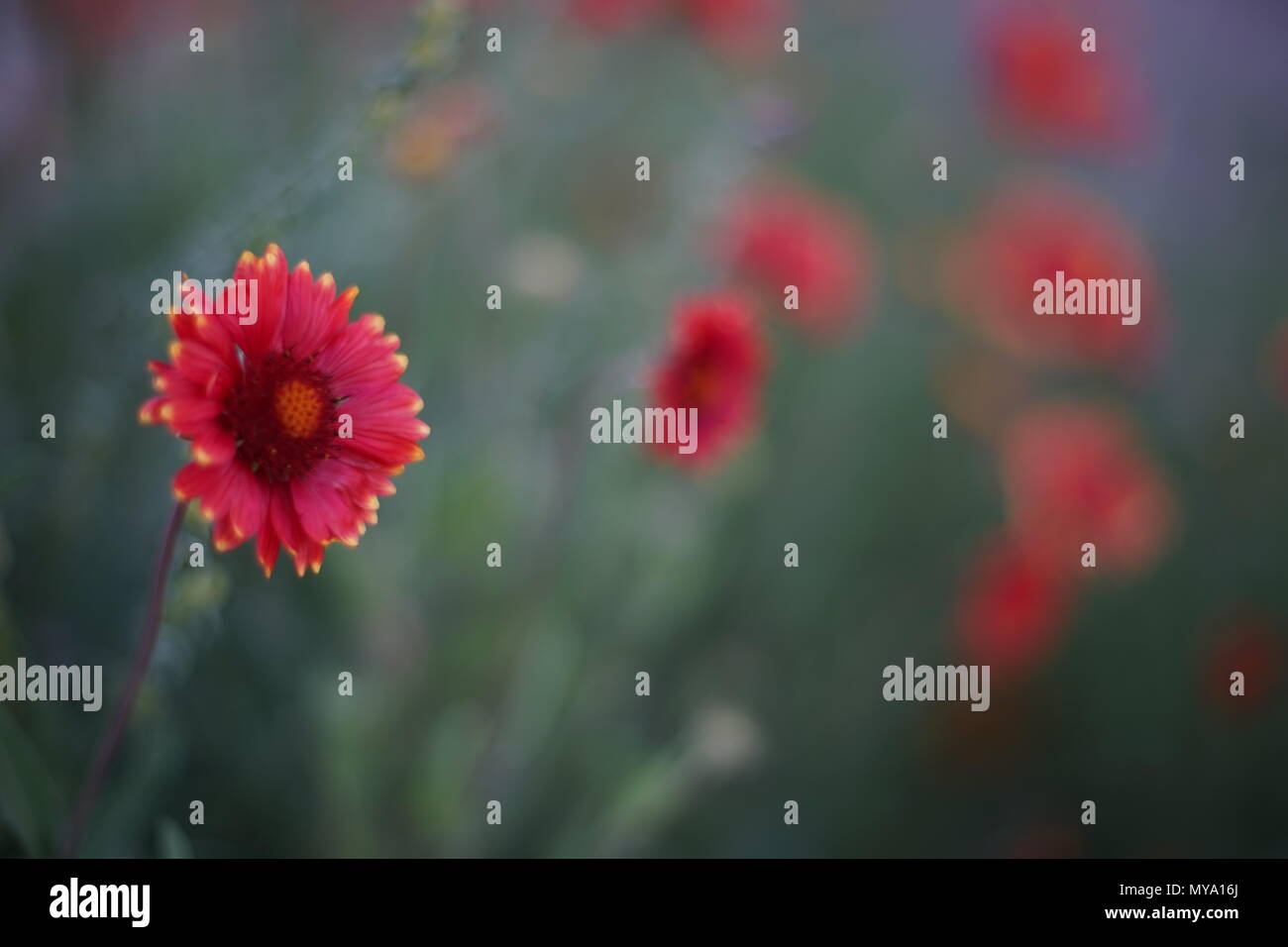 Rudbeckia pink flowers grow in the garden Stock Photo - Alamy