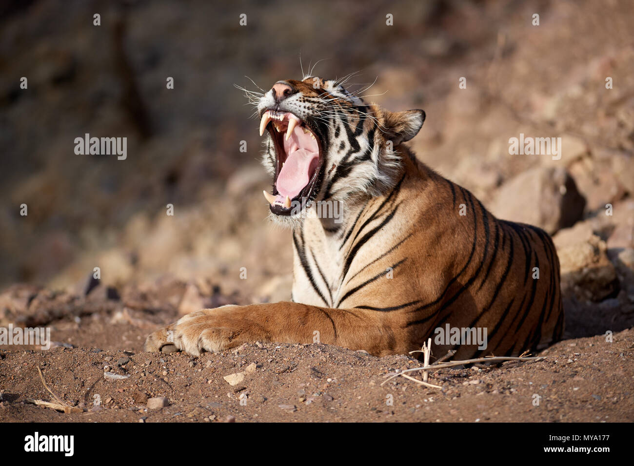 Tiger Cub High Resolution Stock Photography and Images - Alamy