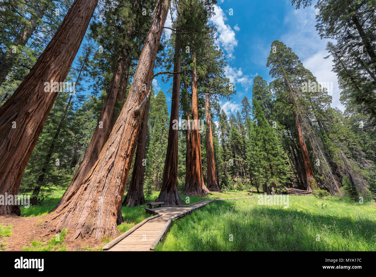 Giant Sequoia Trees Stock Photo - Alamy