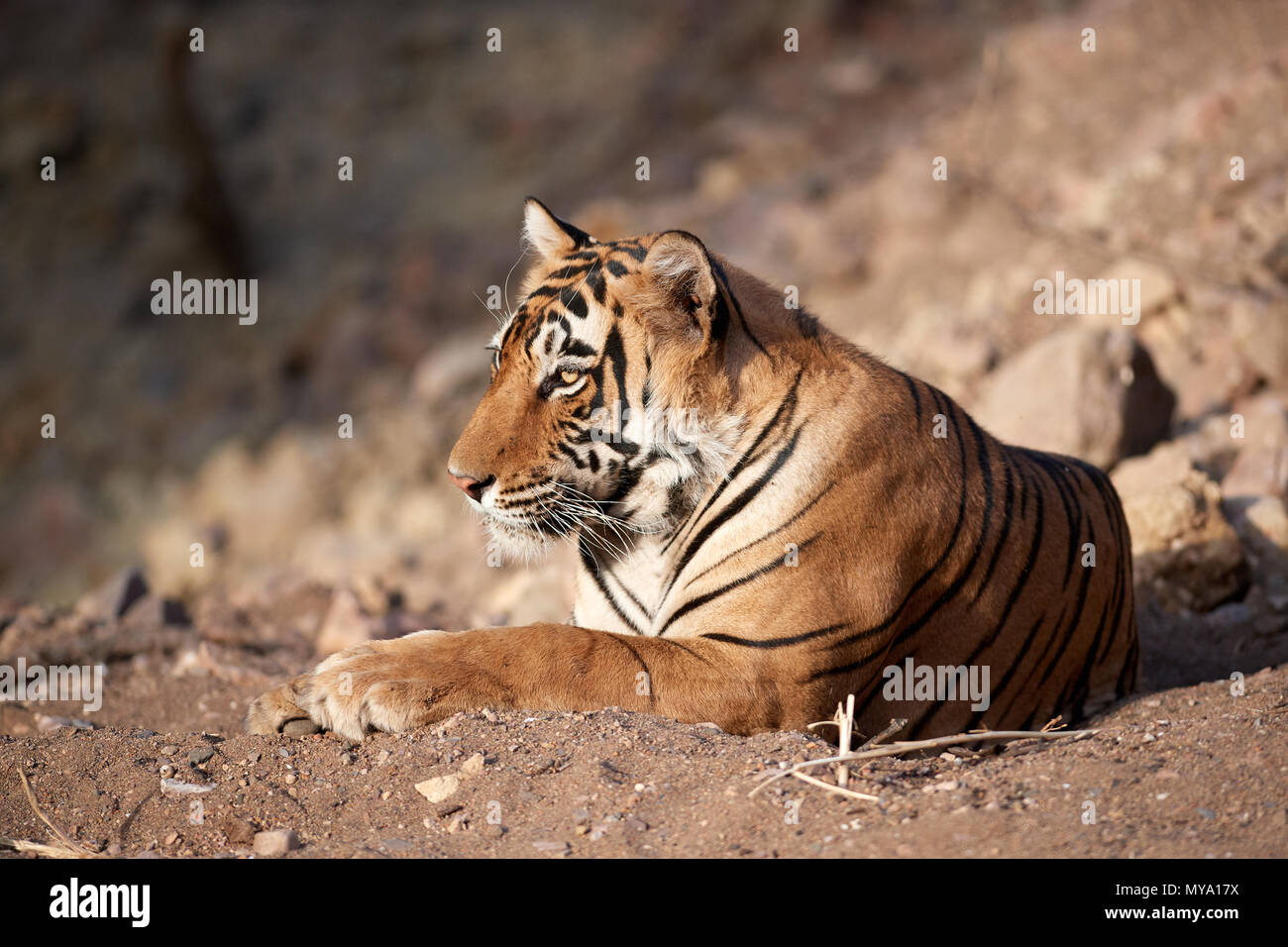 Tigers sniffing hi-res stock photography and images - Alamy