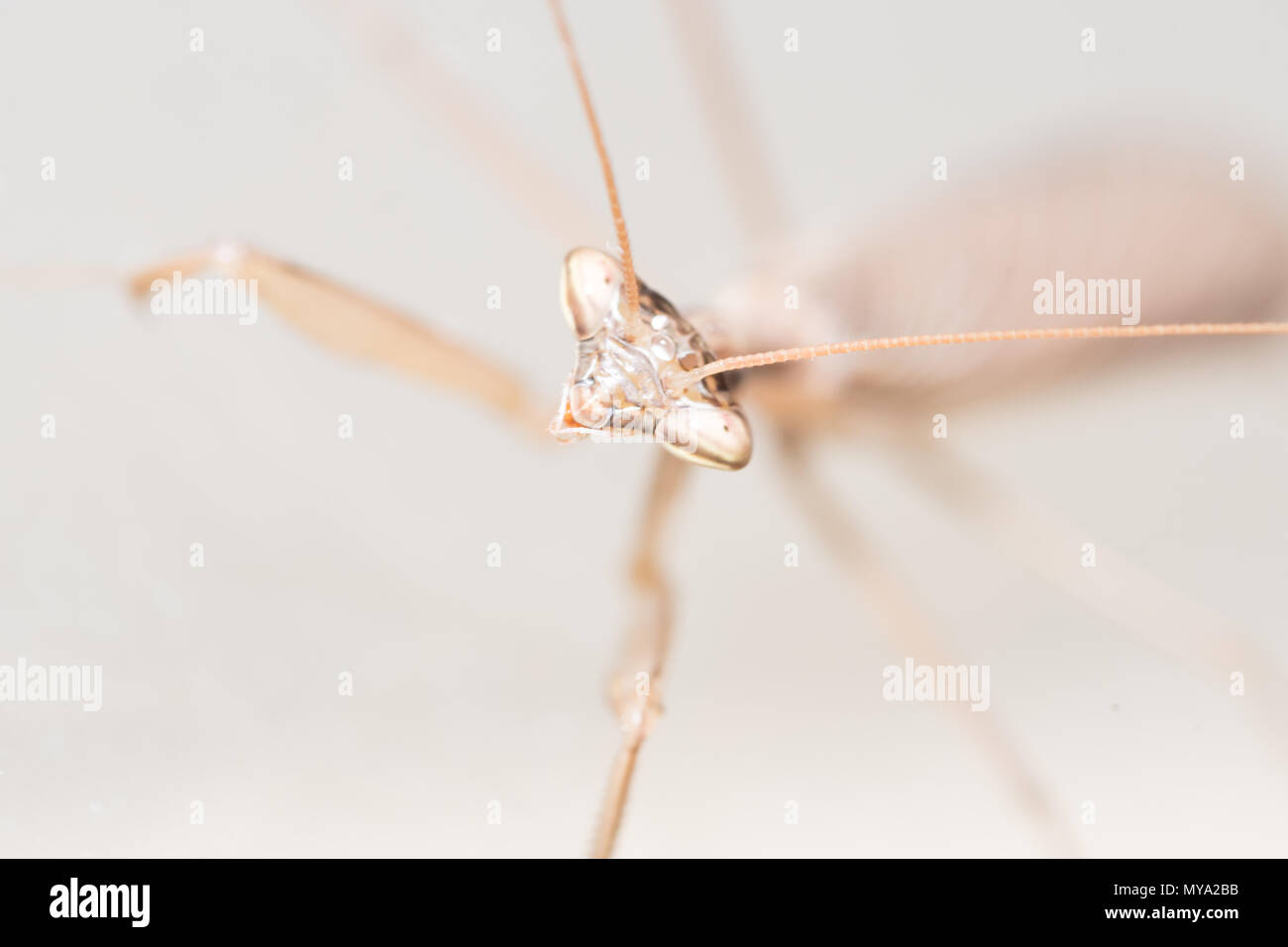 Golden mantis hi-res stock photography and images - Alamy
