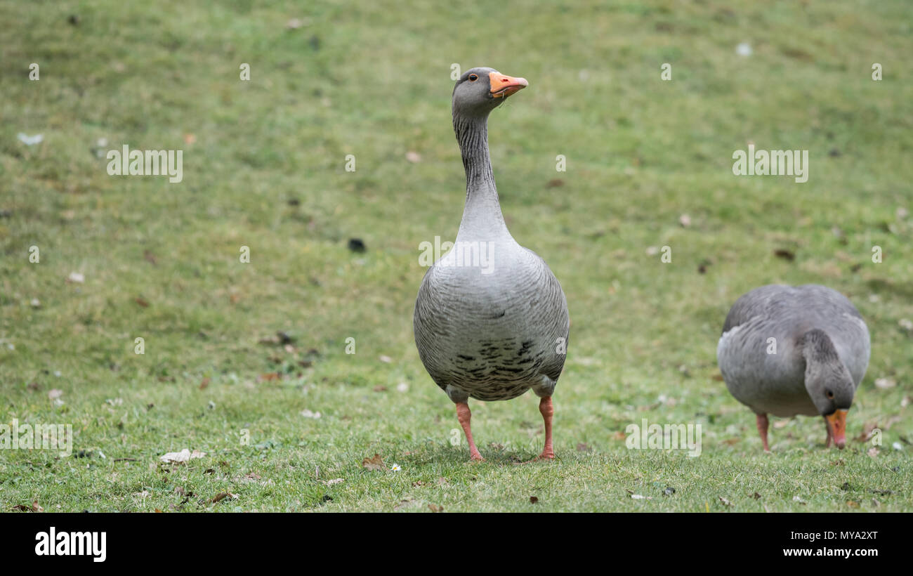 Turfed amphitheatre hi-res stock photography and images - Alamy