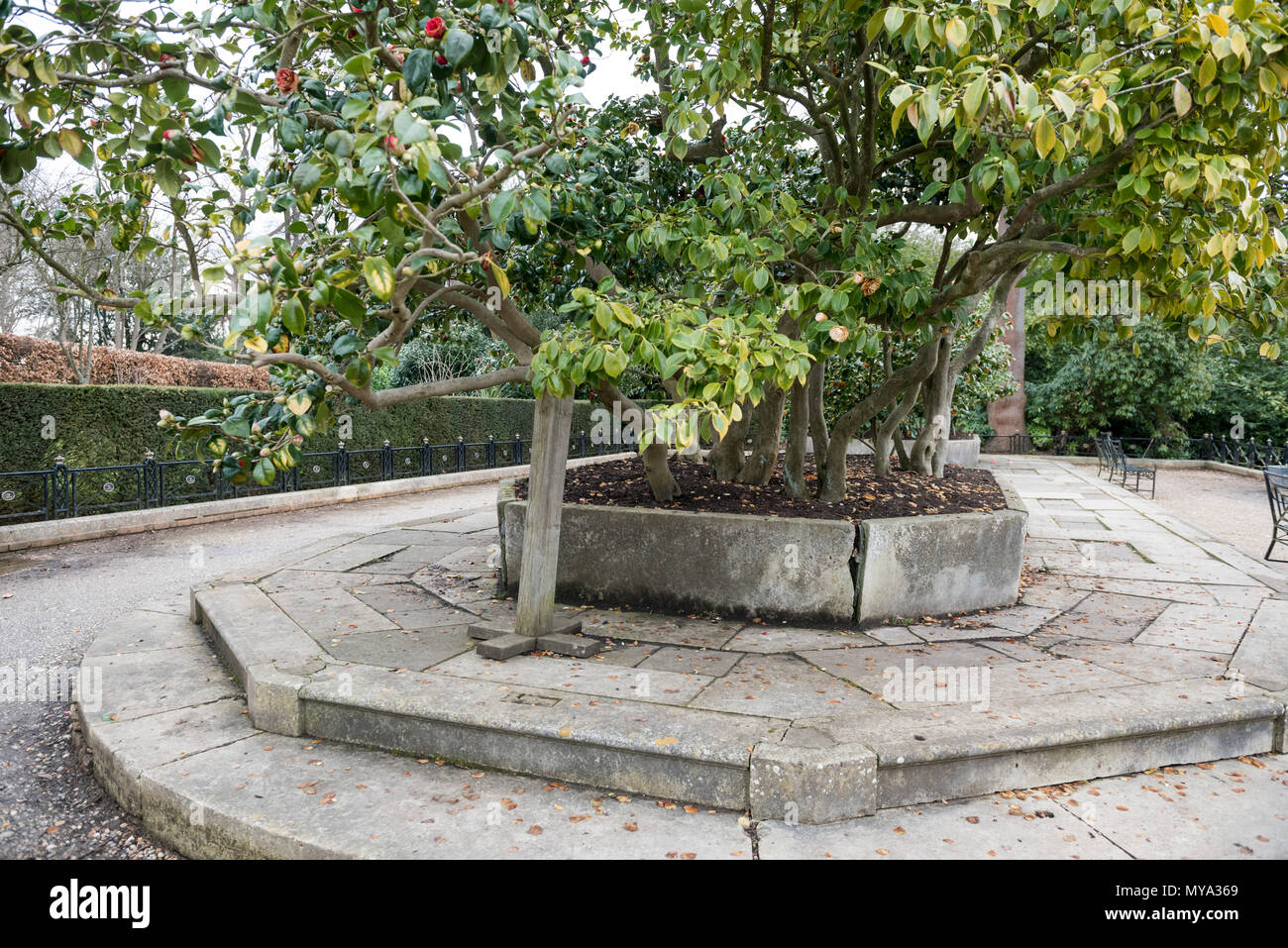 Claremont Landscape Gardens, Surrey Stock Photo - Alamy