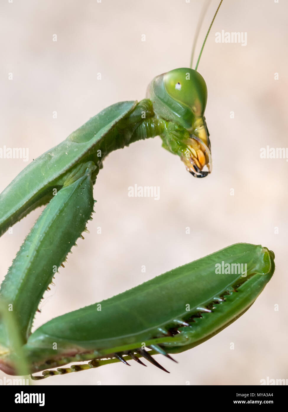 Mantis fly hi-res stock photography and images - Alamy
