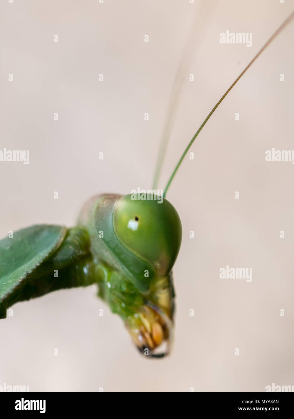 Praying mantis antenna hi-res stock photography and images - Alamy