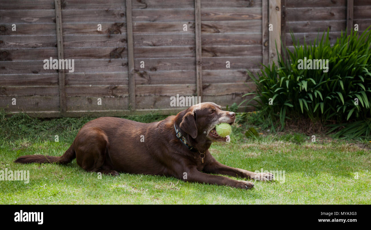 A chocolate Labrador Retriever laid on grass in a garden with a tennis ...