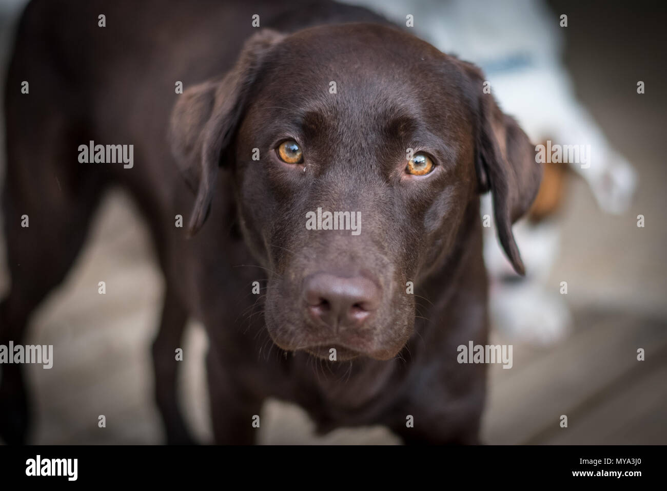 Israeli pets hi-res stock photography and images - Alamy