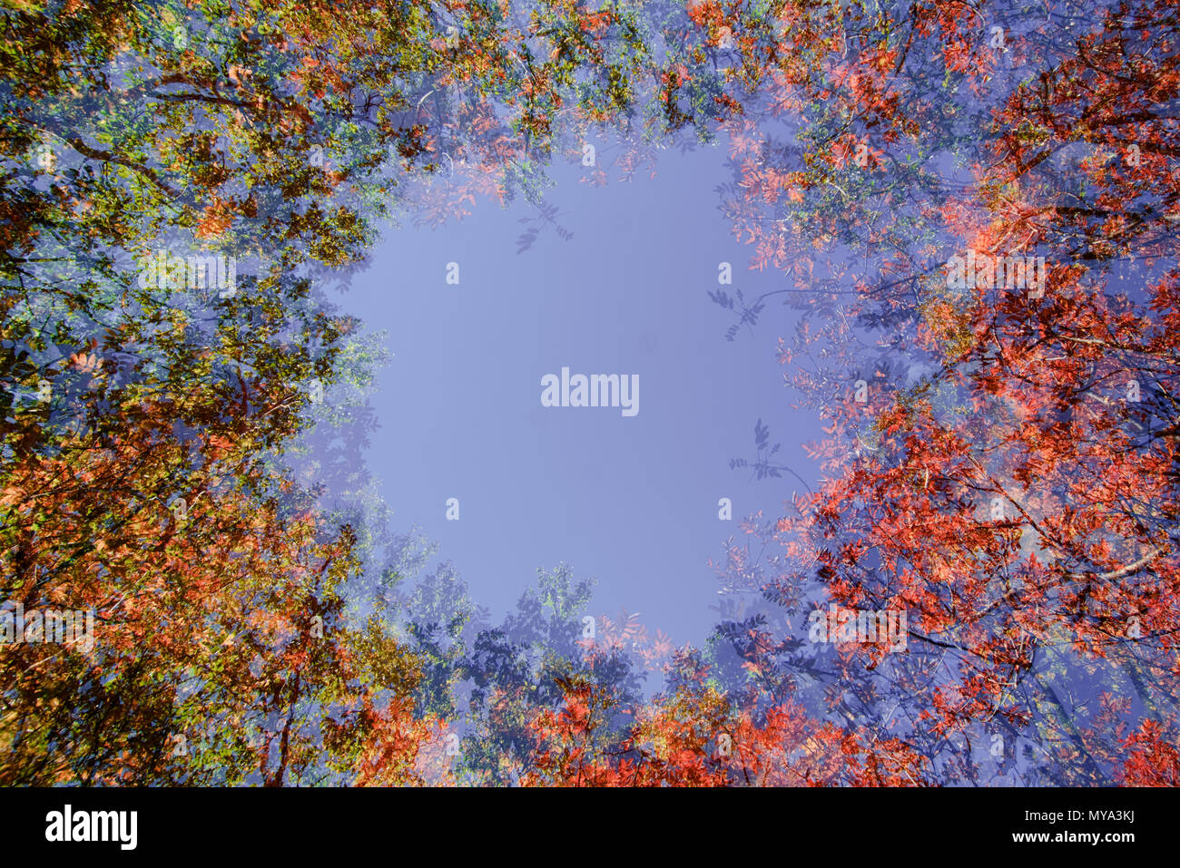 Fantasy leaves hi-res stock photography and images - Alamy