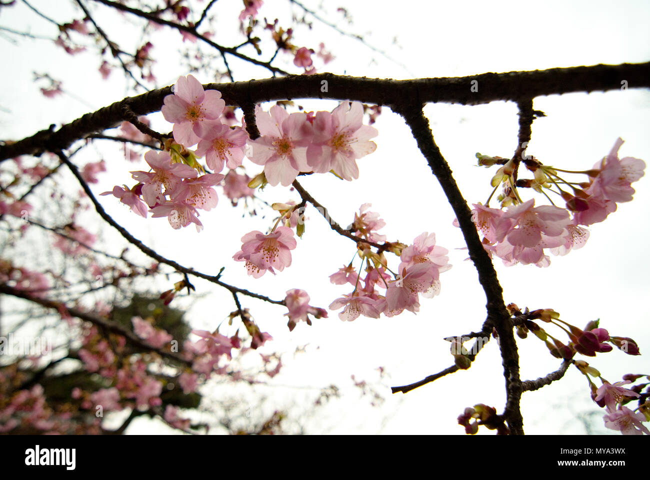 japan cherry blossom, sakura season Stock Photo - Alamy