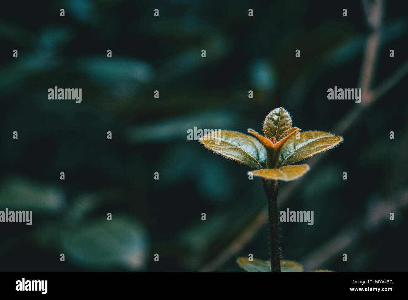 growing branch of a tree in the forest Stock Photo - Alamy