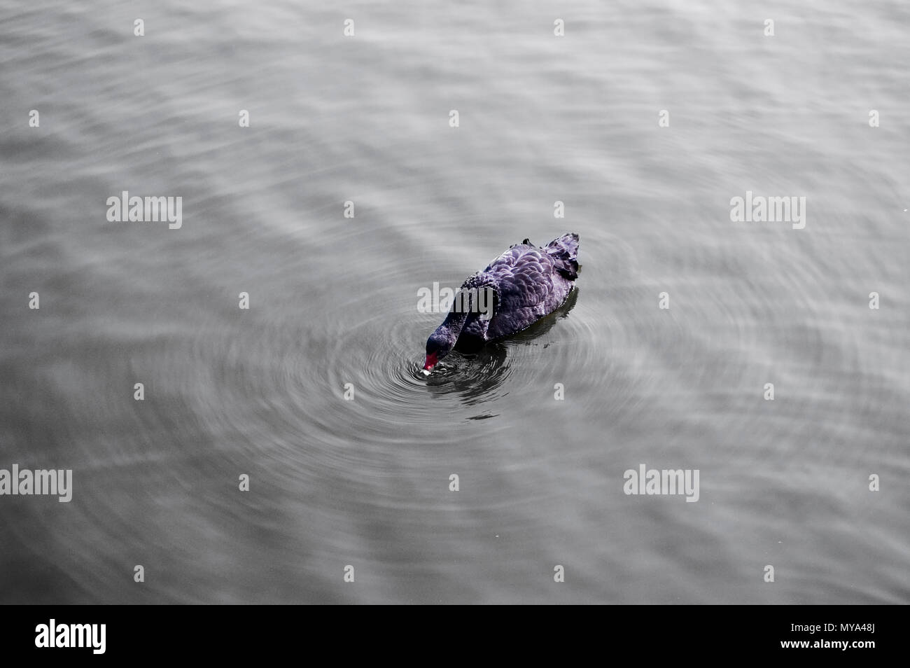 Black swan and ripple Stock Photo - Alamy