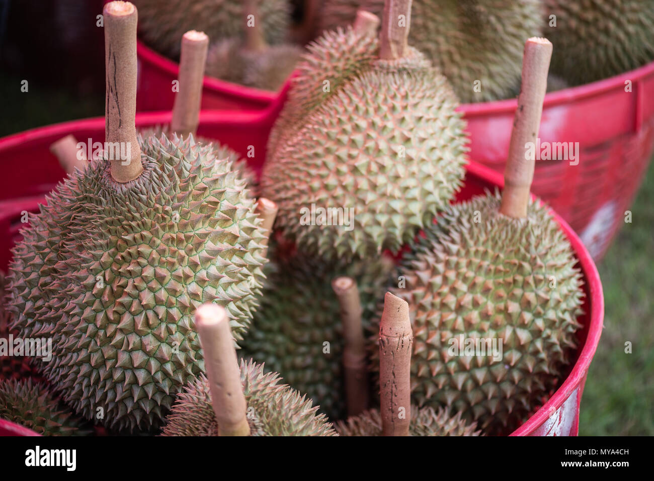 Fresh asia Durian is in the basket. Durian is king of tropical fruit ...