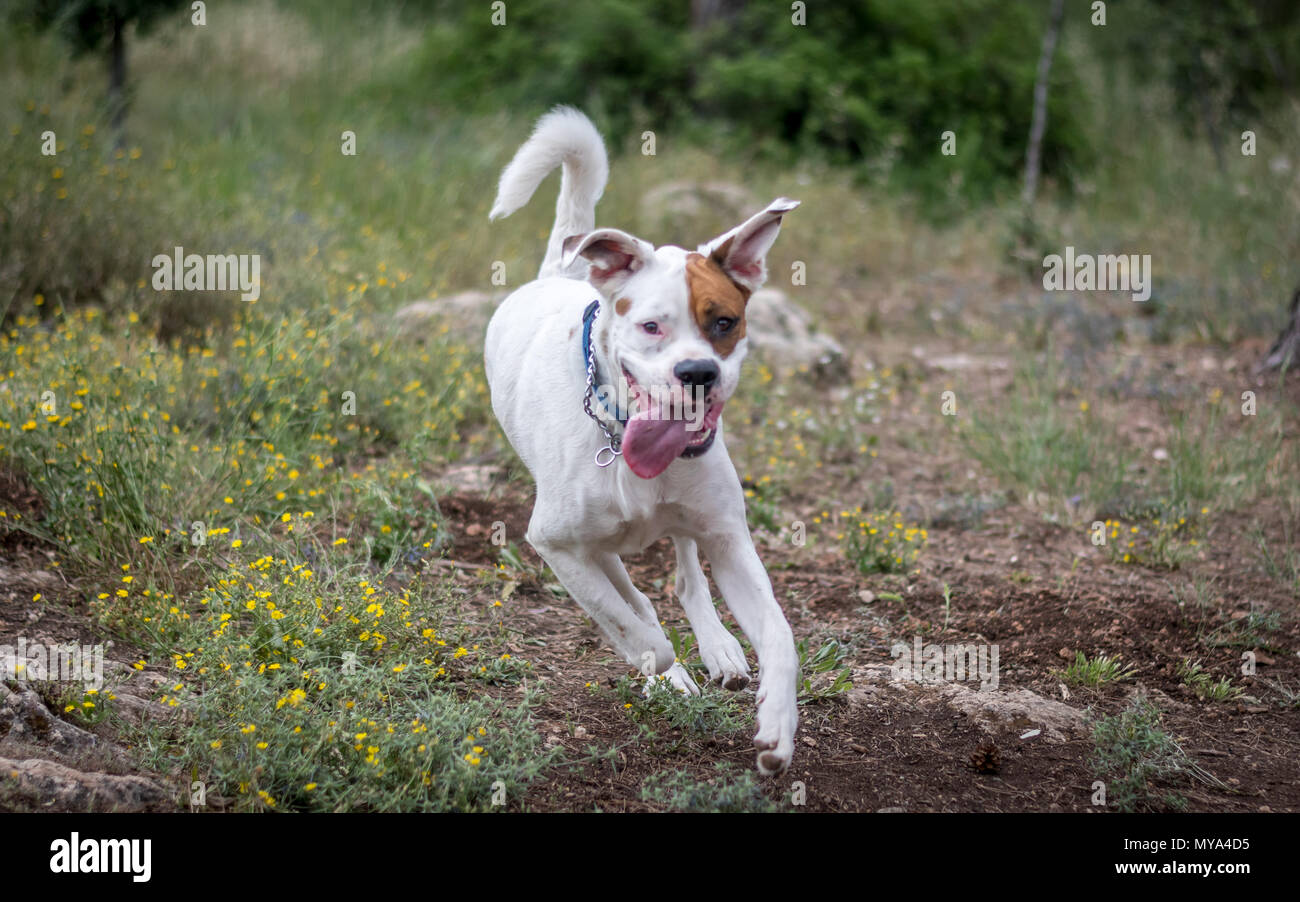 Bull run russell hi-res stock photography and images - Alamy