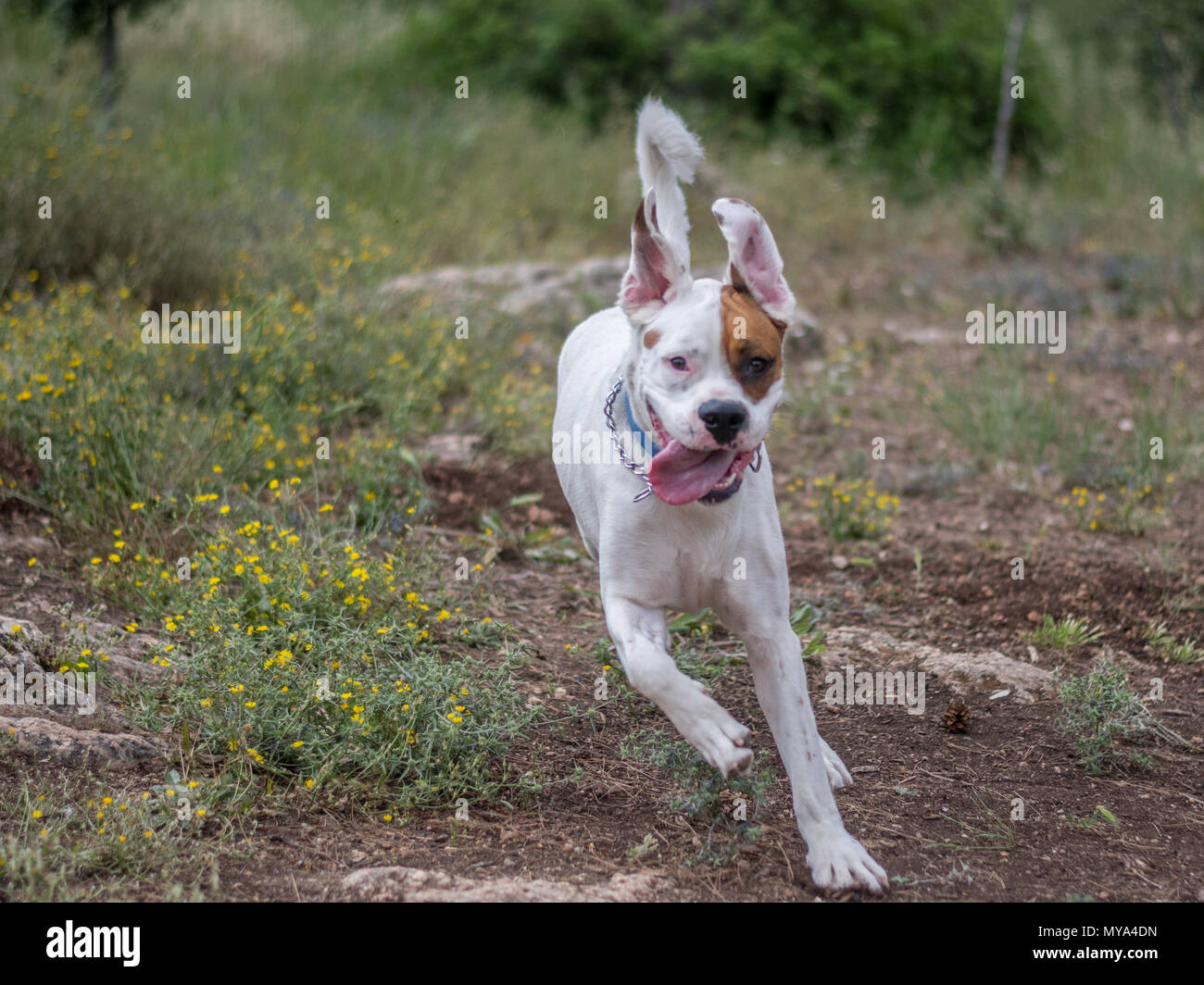 Running bulldog in the outdoors Stock Photo - Alamy