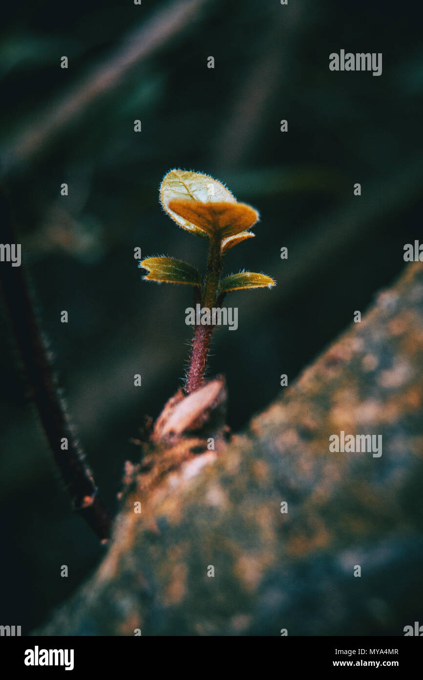 growing branch of a tree in the forest Stock Photo - Alamy