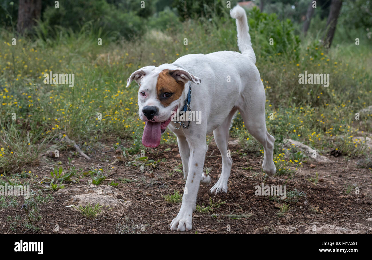 Bull run russell hi-res stock photography and images - Alamy
