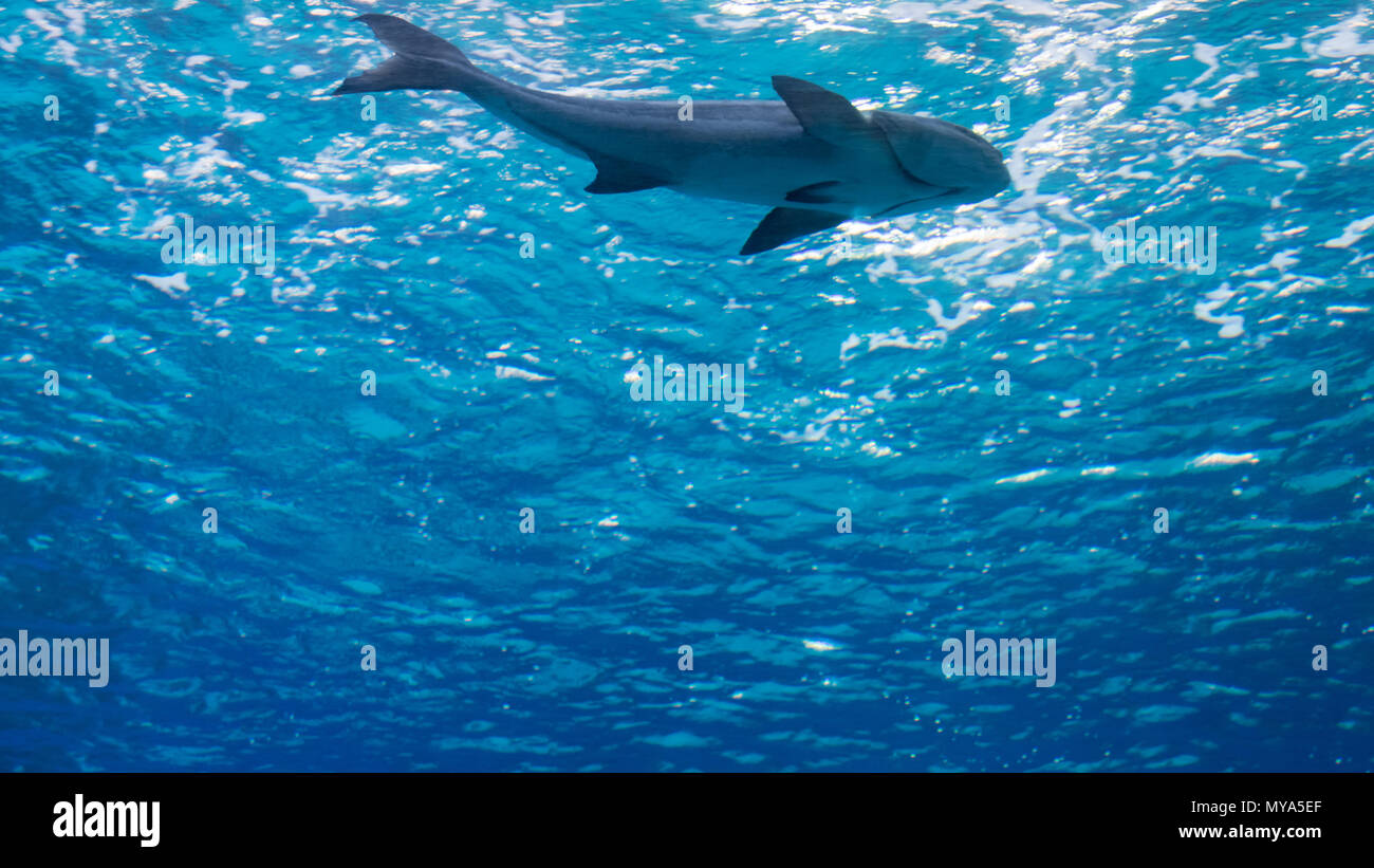 Red sea israel underwater hi-res stock photography and images - Alamy
