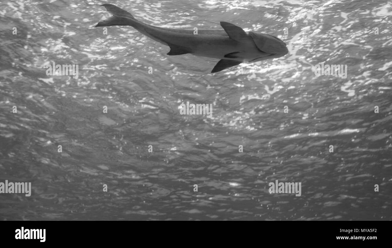 Life red Black and White Stock Photos & Images - Alamy