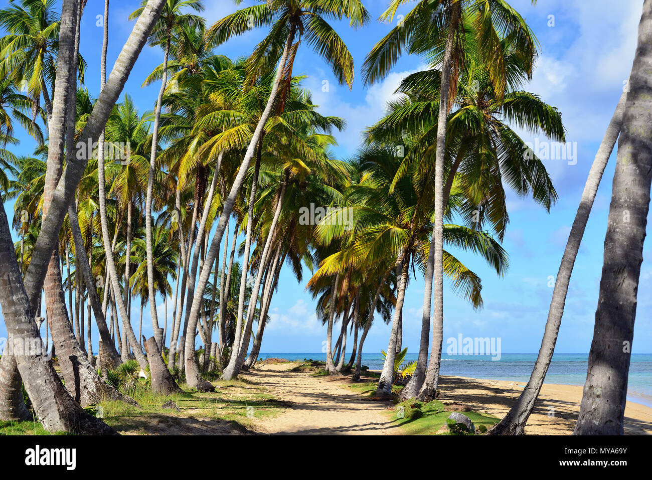 Playa bonita beach on the Samana peninsula in Dominican Republic near ...