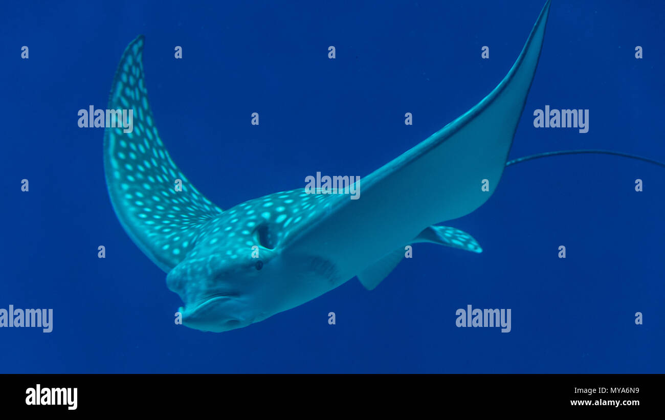 Eagle ray hi-res stock photography and images - Alamy