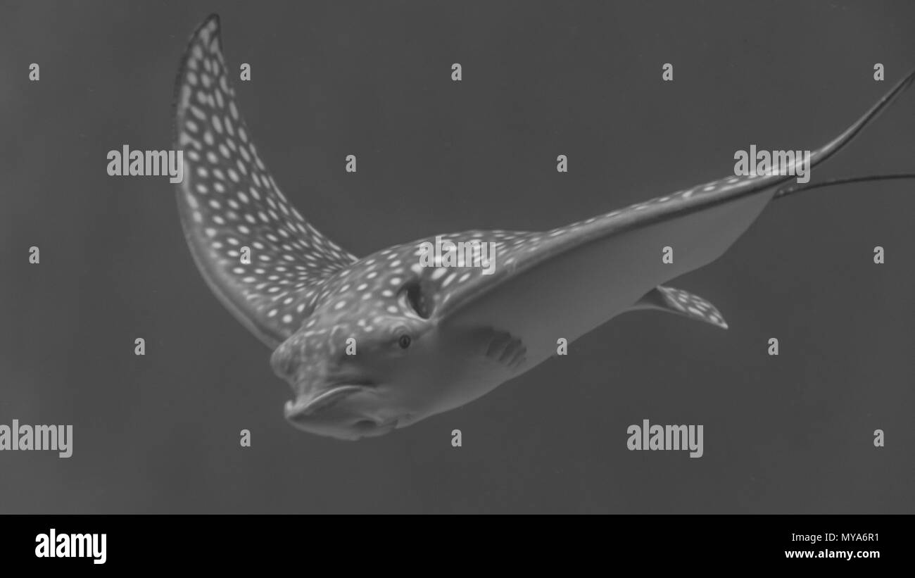 Coral reef background Black and White Stock Photos & Images - Alamy