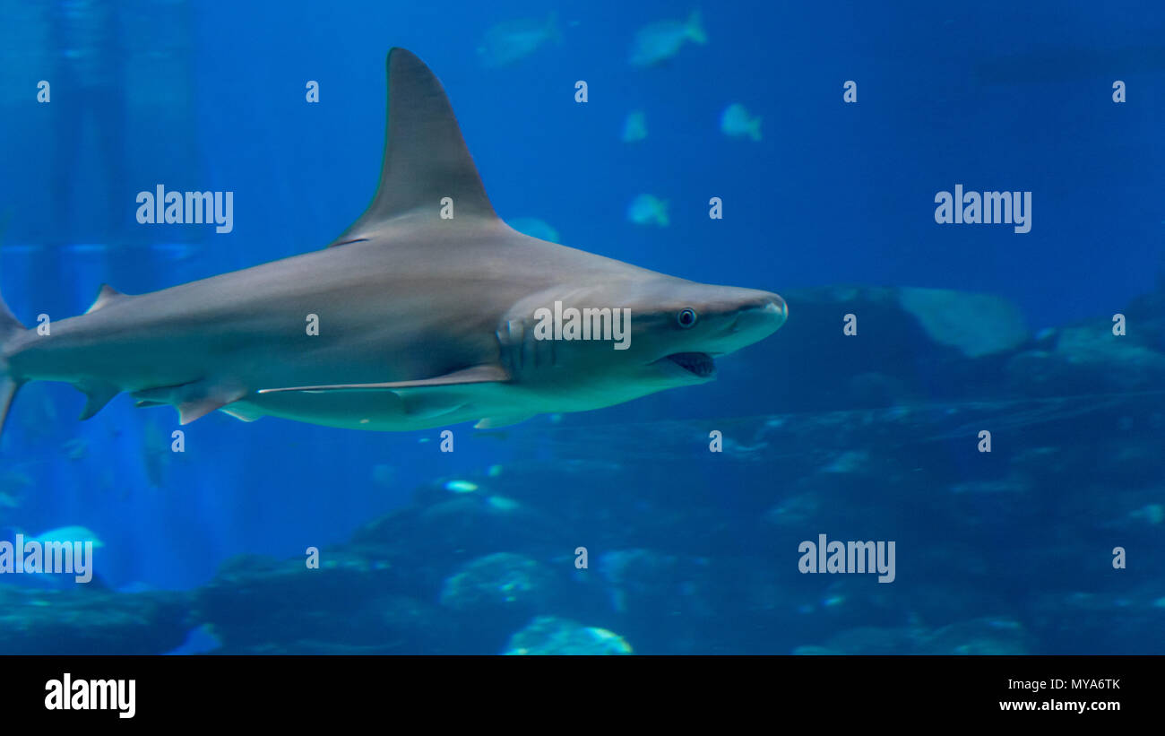 Isolated young shark- Red sea Israel Stock Photo - Alamy