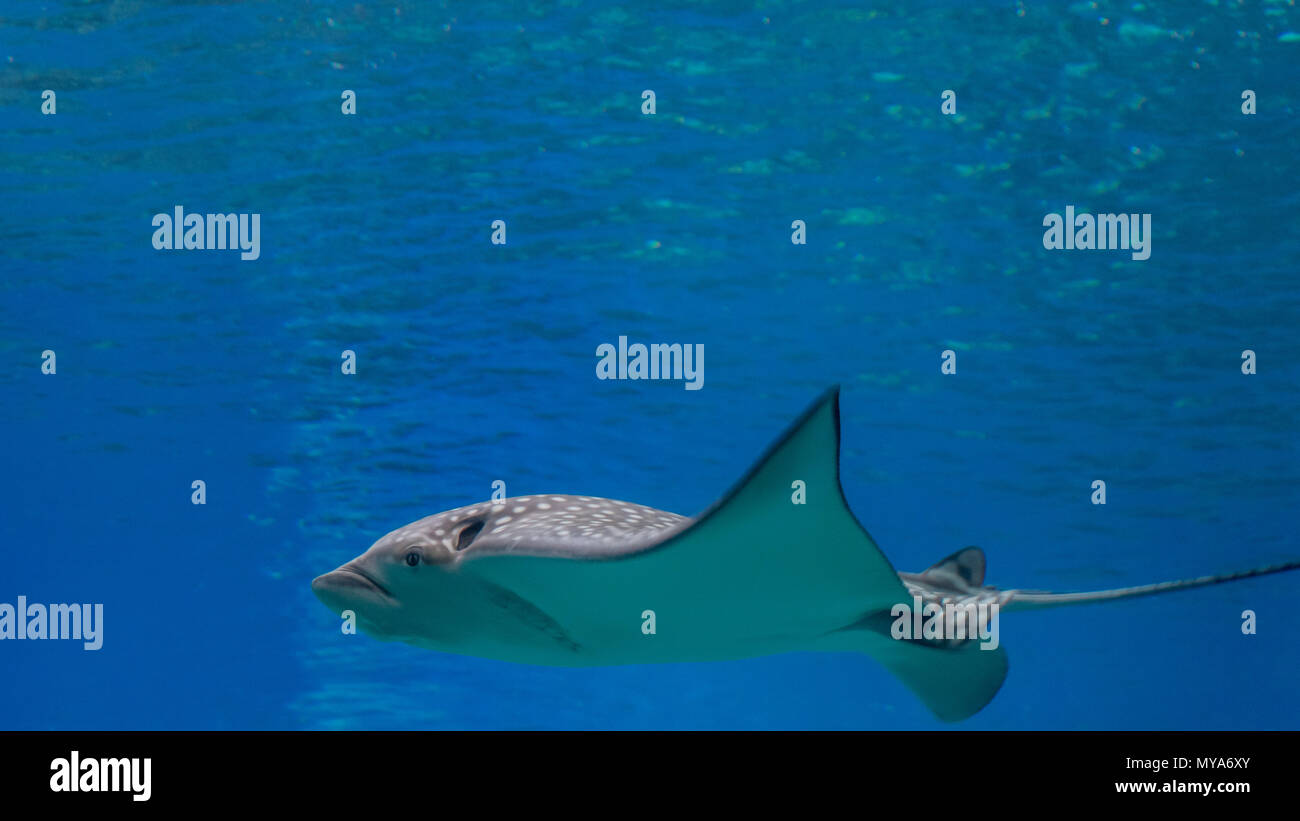 Isolated White spotted eagle ray fish- Red Sea Israel Stock Photo - Alamy