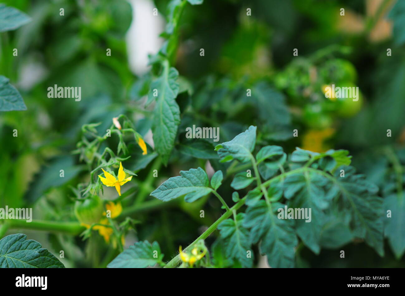 Tomato flower hi-res stock photography and images - Alamy