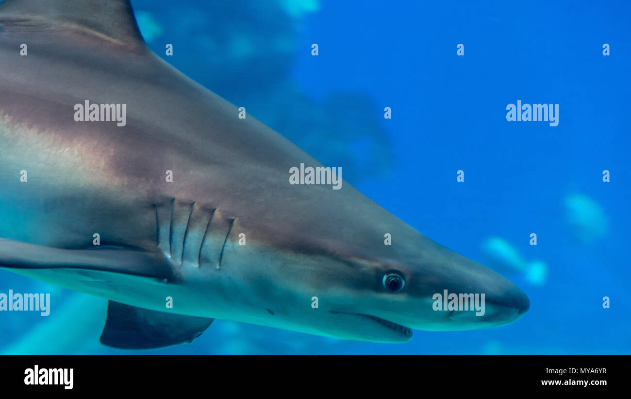 Isolated young shark- Red sea Israel Stock Photo - Alamy
