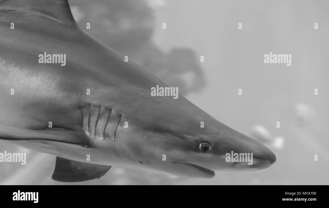 Isolated young shark- Red sea Israel Stock Photo - Alamy