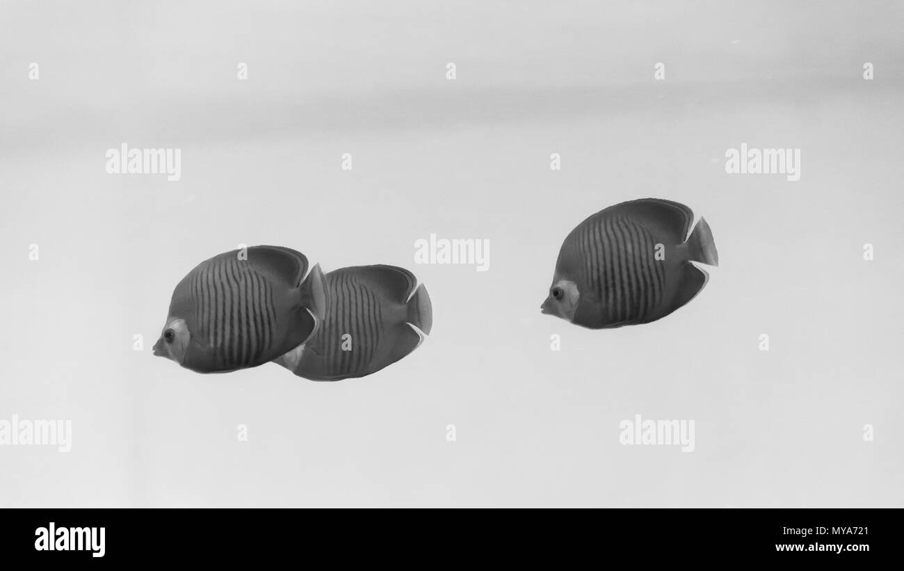 Life red Black and White Stock Photos & Images - Alamy