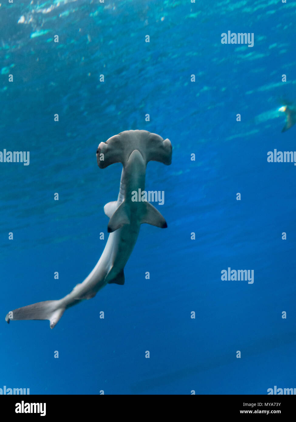 Isolated young hammer shark- Red sea Israel Stock Photo - Alamy