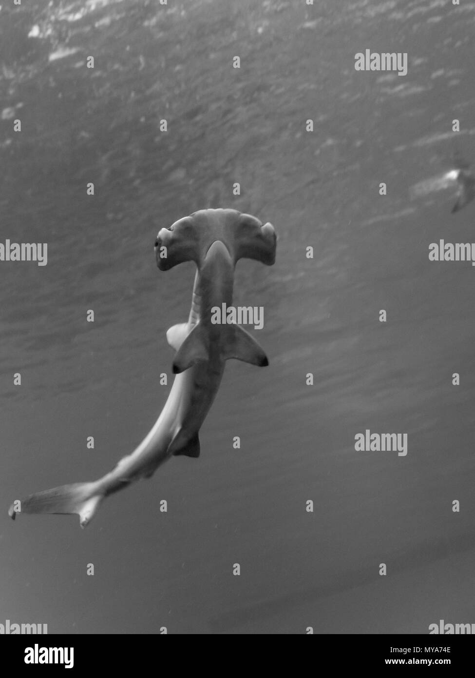 Shark hammer Black and White Stock Photos & Images - Alamy