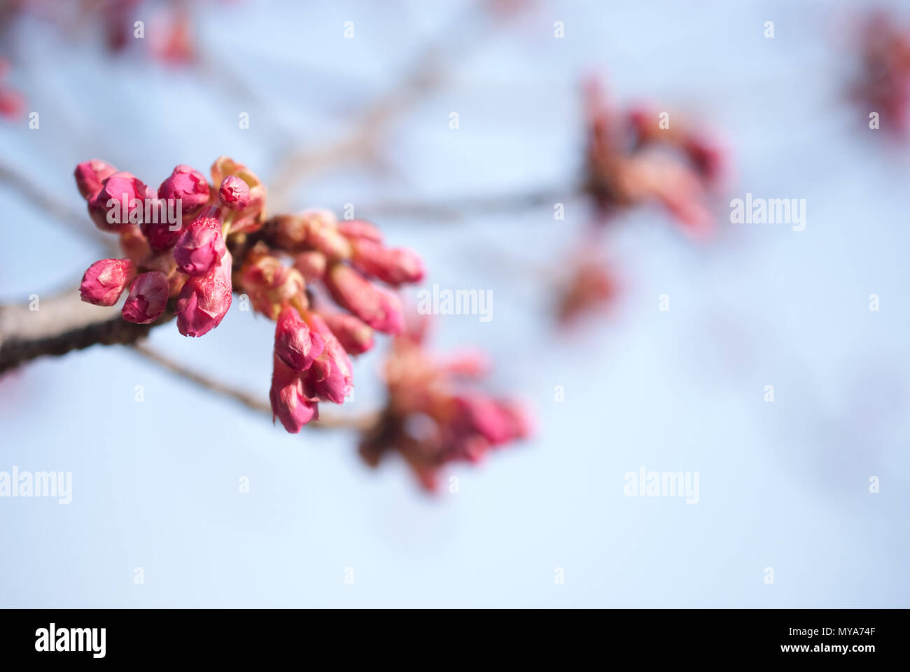 japan cherry blossom, sakura season Stock Photo - Alamy
