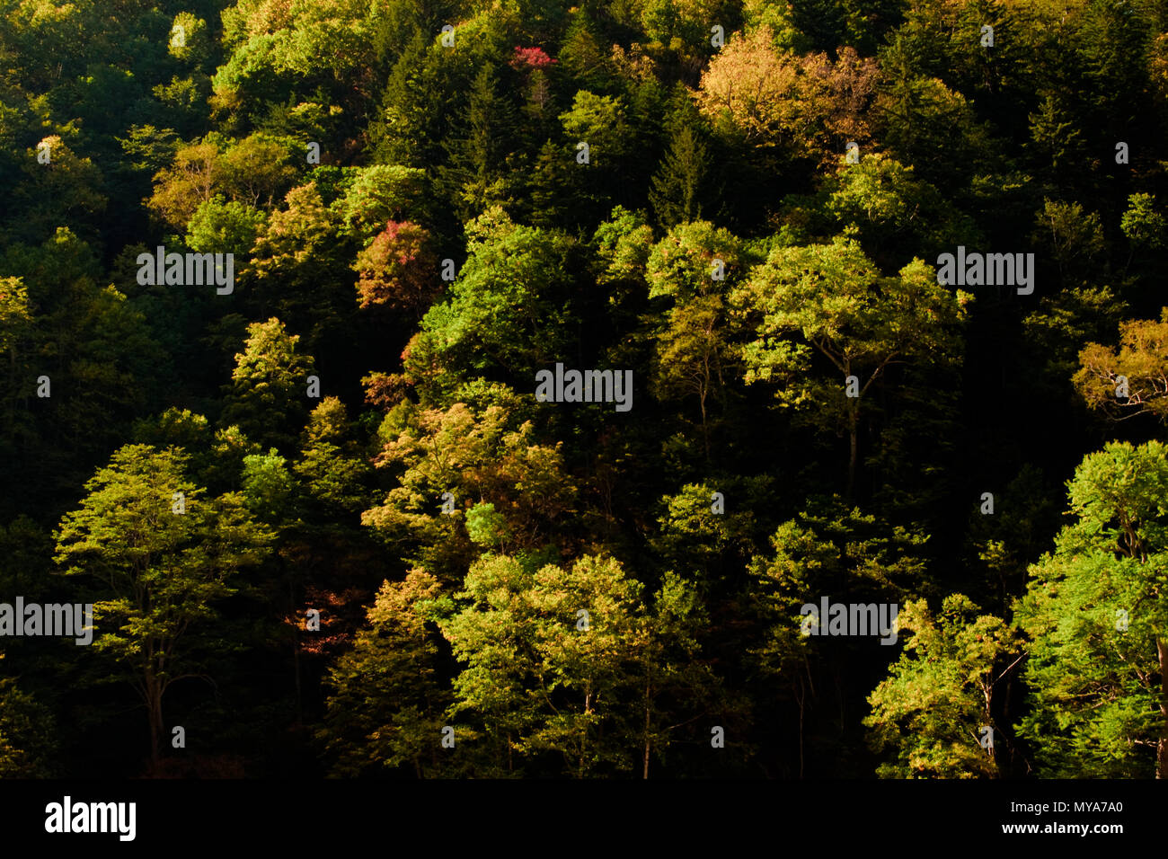 texture of trees and forest Stock Photo - Alamy