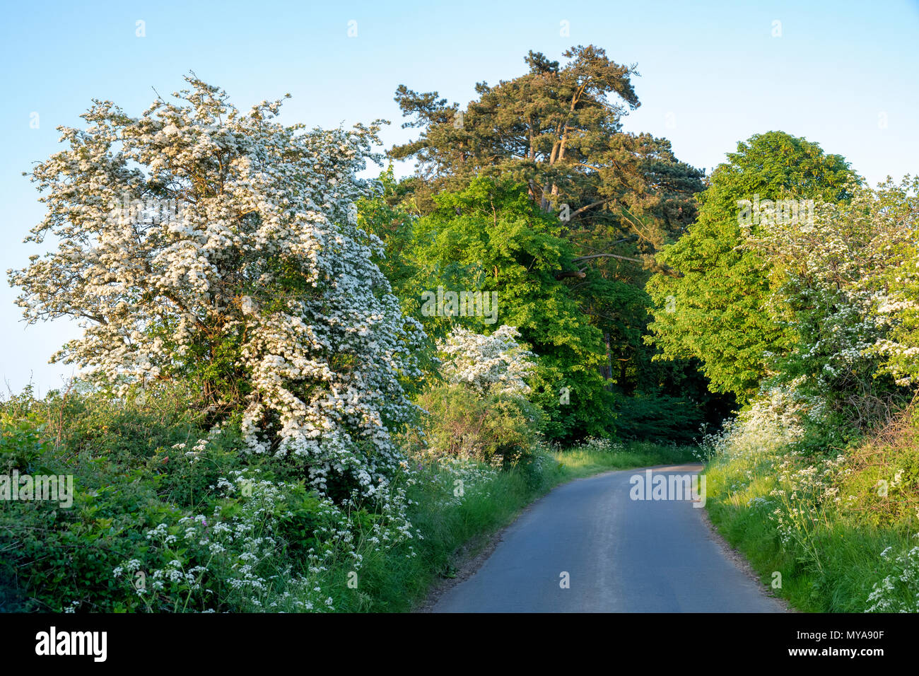 Evening sunlight in the cotswold countryside near Lower swell ...