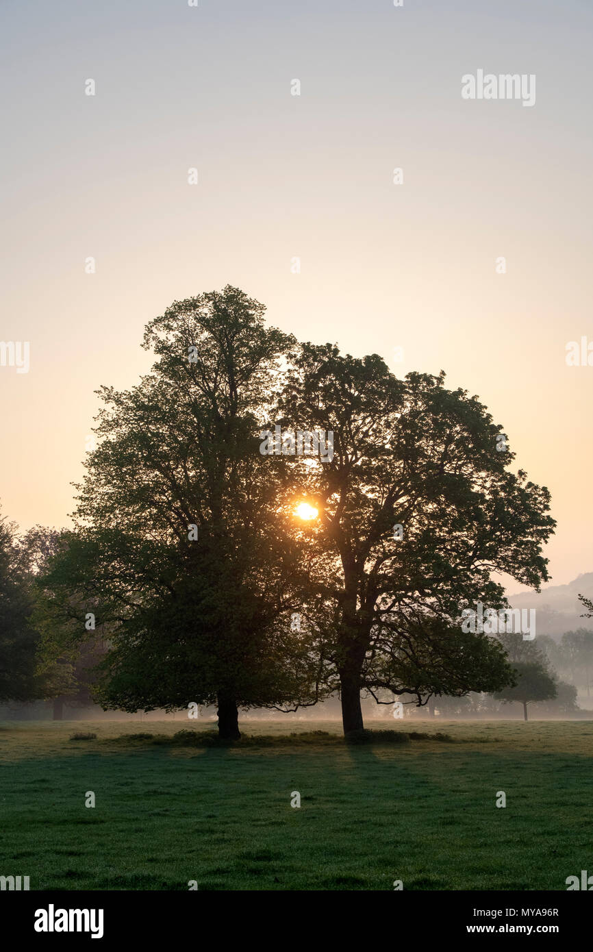 Sunrise behind tree in silhouette hi-res stock photography and images ...