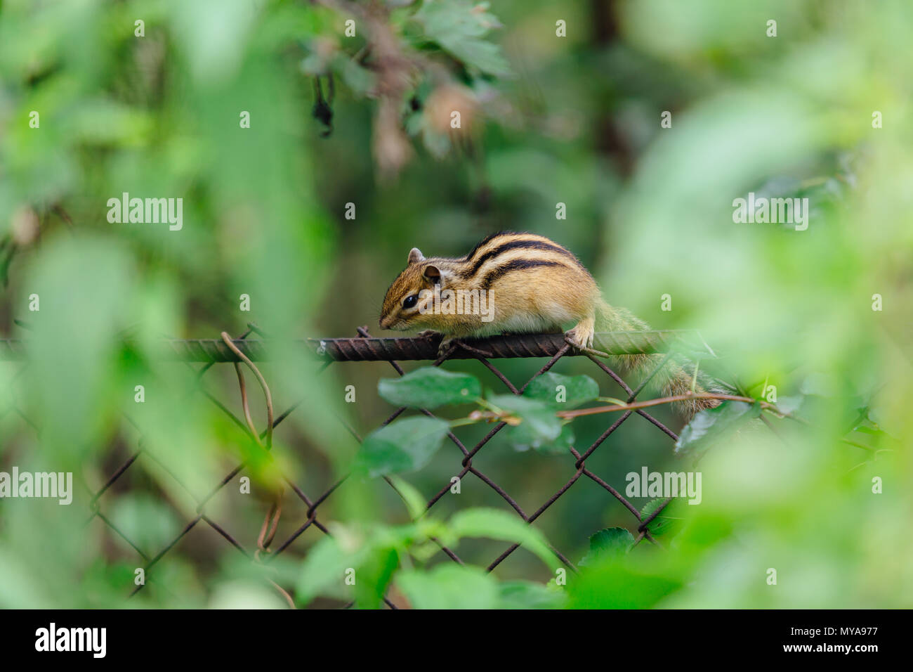Little cute chipmunk on the iron fence Stock Photo - Alamy
