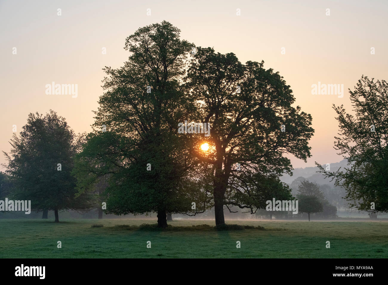 English oak trees early spring hi-res stock photography and images - Alamy