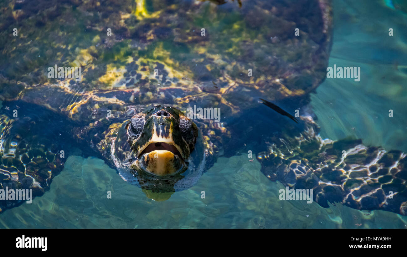 Isolated sea turtle- red sea Israel Stock Photo - Alamy