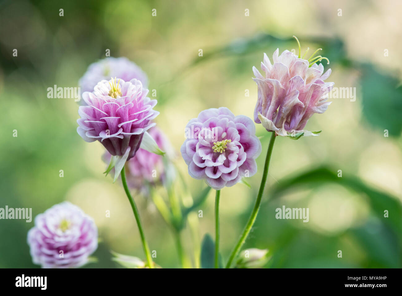 Aquilegia vulgaris. Pink Columbine flowers that have self seeded in a ...