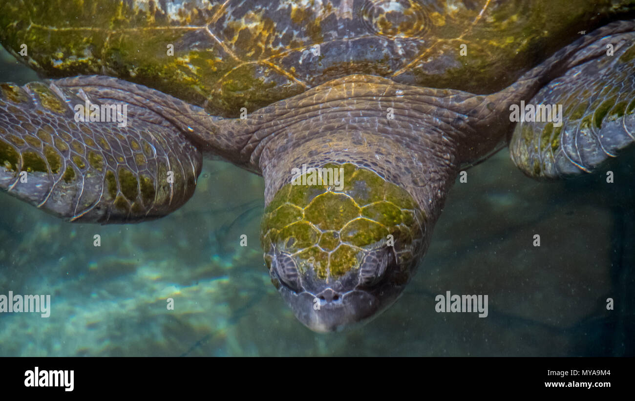 Turtle water sky hi-res stock photography and images - Alamy